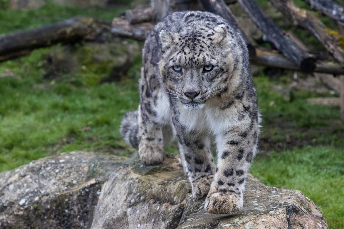 Snow Leopard’s Reaction to His Cub’s ‘Gender Reveal’ Is Priceless ...
