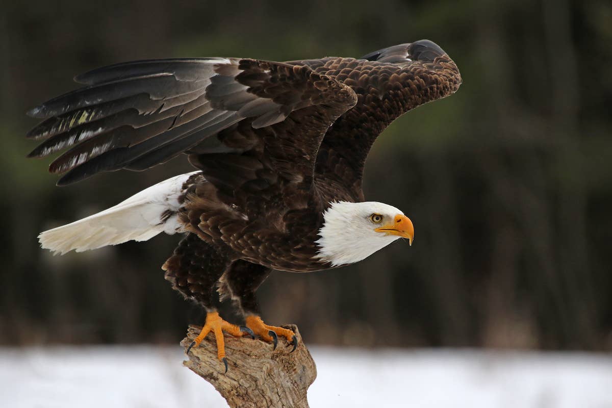 Rescued Bald Eagle Released Back Into the Oregon Wilderness After Years ...