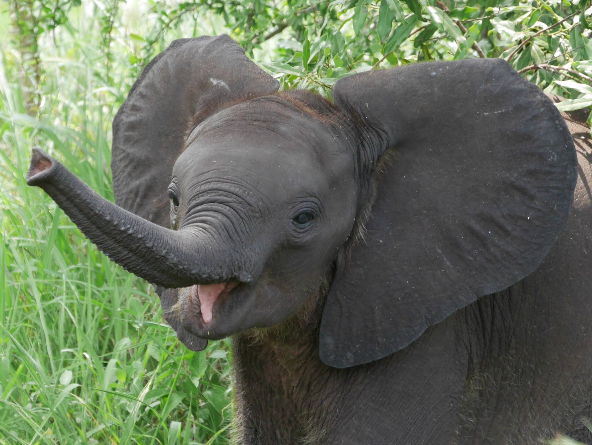 Cheeky Elephant and Her On-Camera Antics Are True Cuteness Overload ...