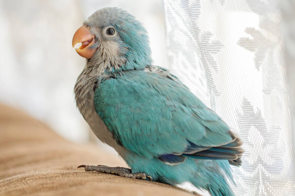 Quaker Parrot Proudly Showing Off Her New 'Floof' Is Too Cute to Handle ...