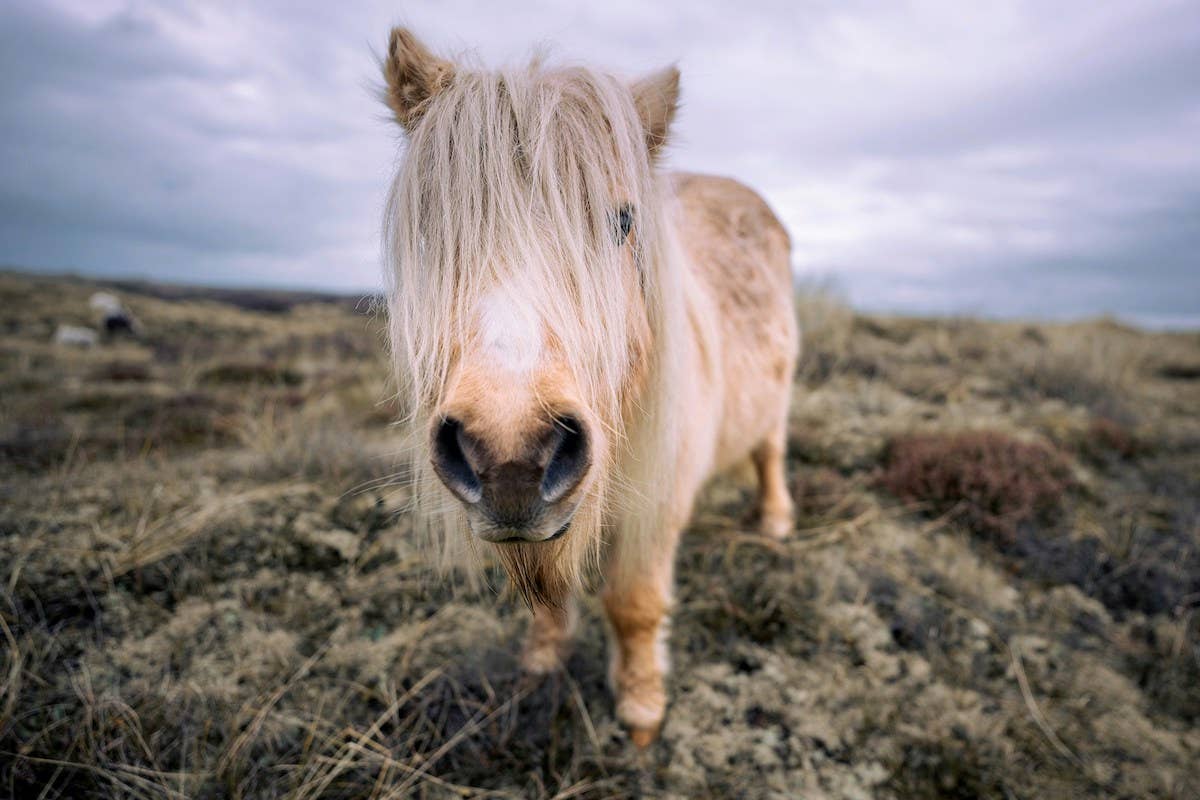Mini Pony 'Adopts' Cat As One of Her Own and Creates Beautiful Family ...