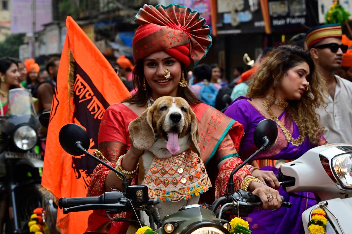 100+ Indian Dog Names (Male and Female) - PetHelpful