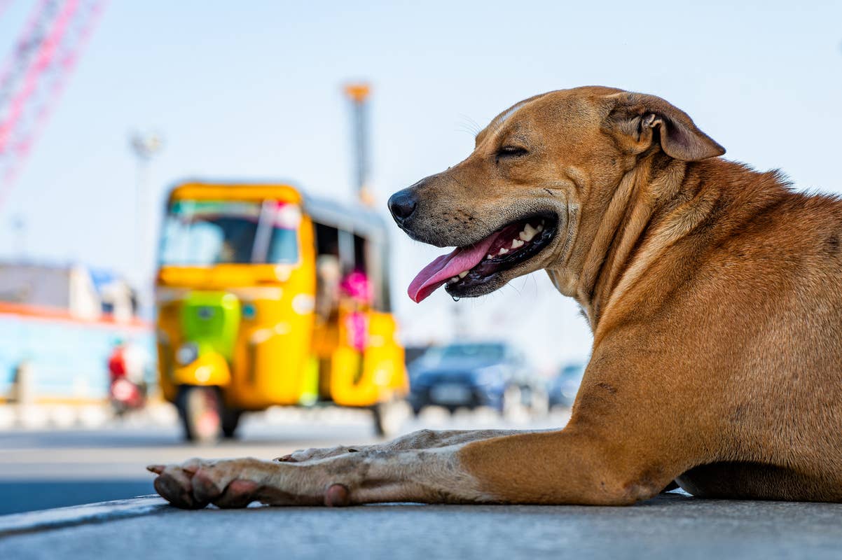 100+ Indian Dog Names (Male and Female) - PetHelpful