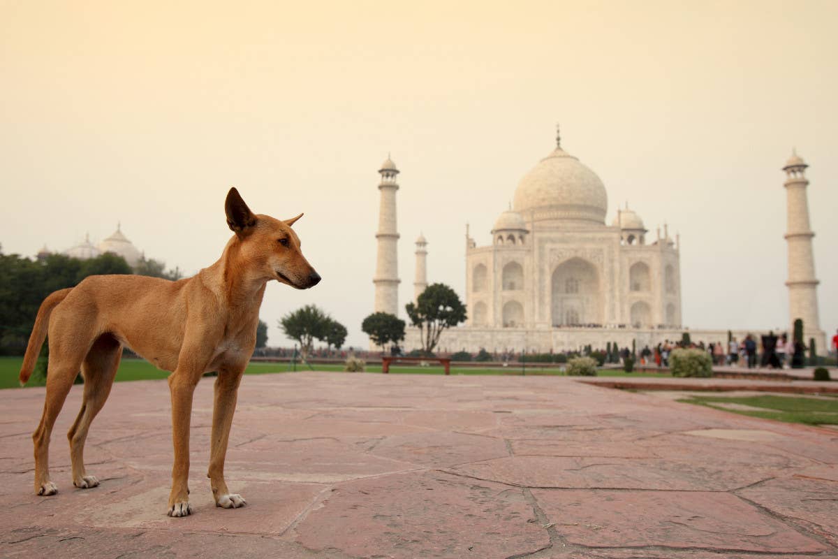 100+ Indian Dog Names (Male and Female) - PetHelpful