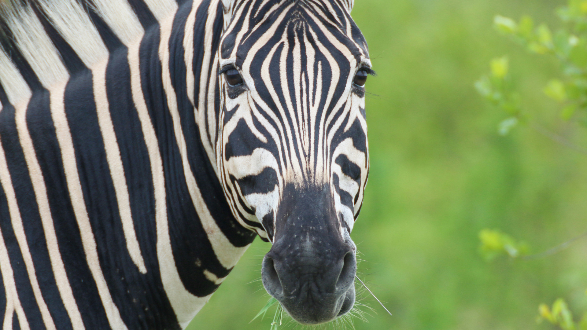 Exotic Pets - PetHelpful