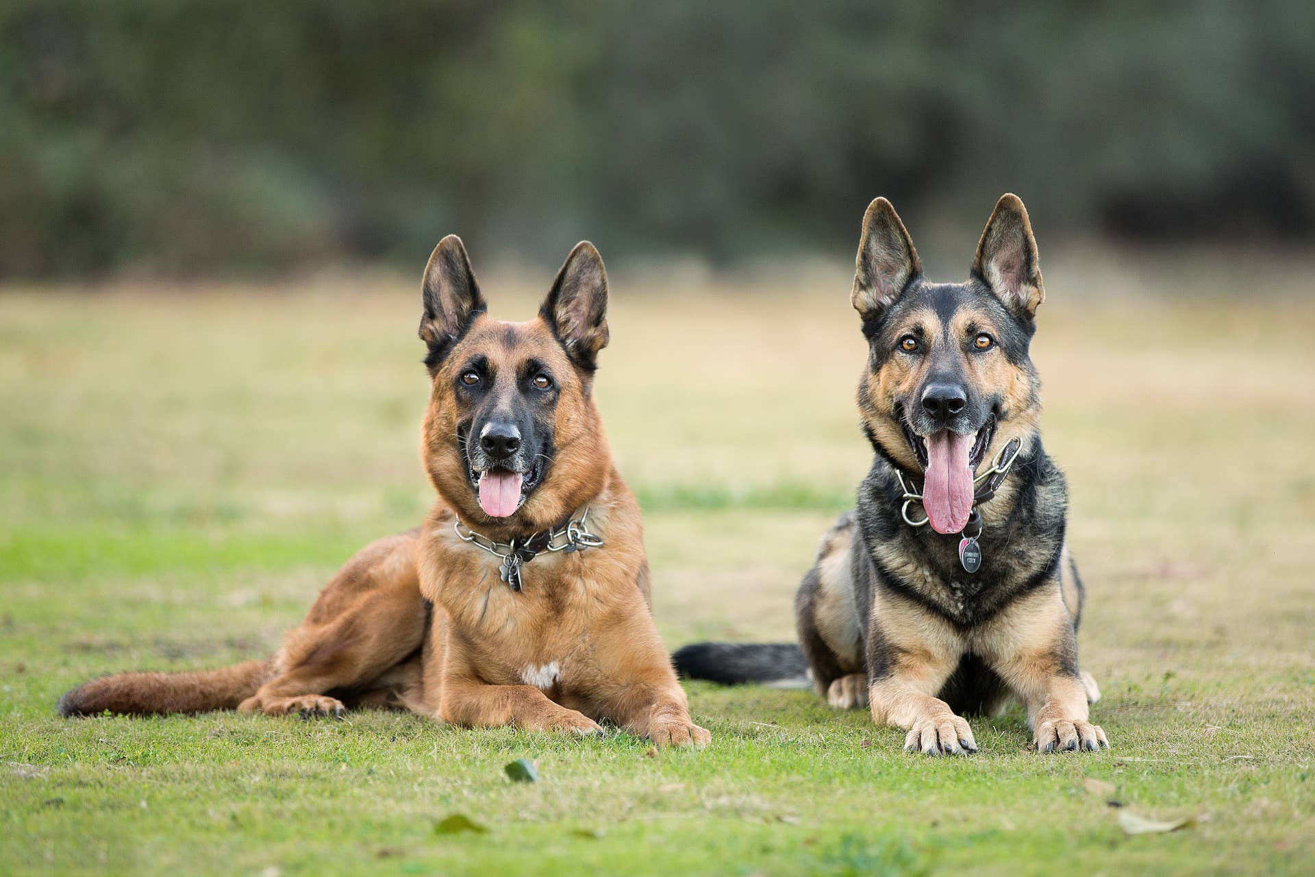 2 German Shepherds Got Stuck and Accidentally Invented a New Dance Move ...