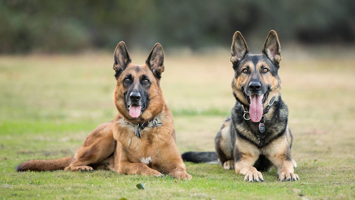 2 German Shepherds Got Stuck and Accidentally Invented a New Dance Move ...
