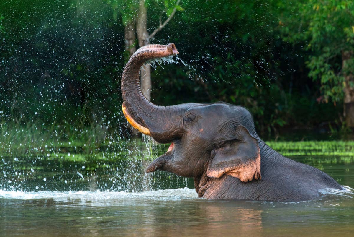 Rescued Elephant's Beautiful Transformation After One Week of Freedom ...