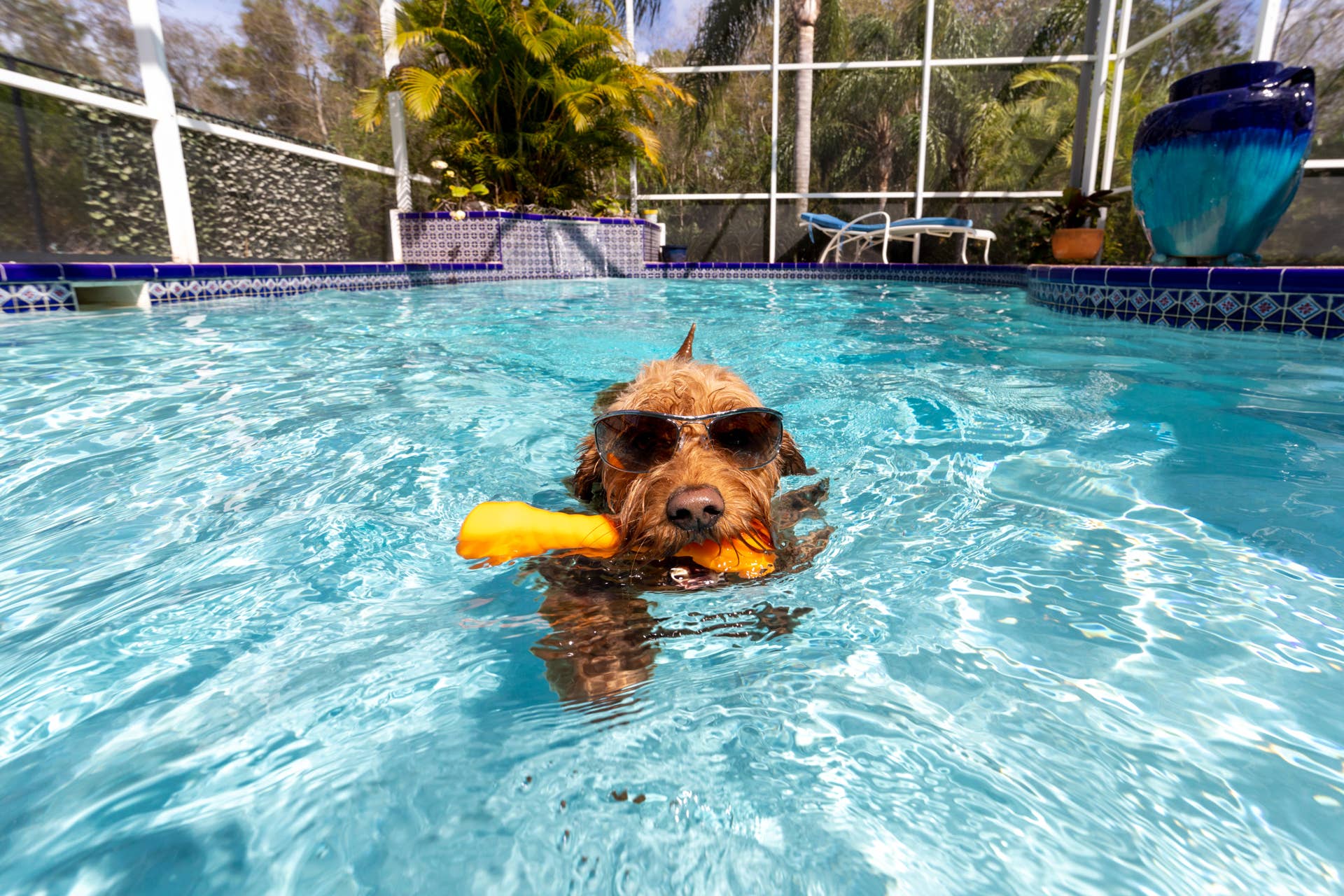 Book a Private Pool for Your Dog With This New App Feature - PetHelpful