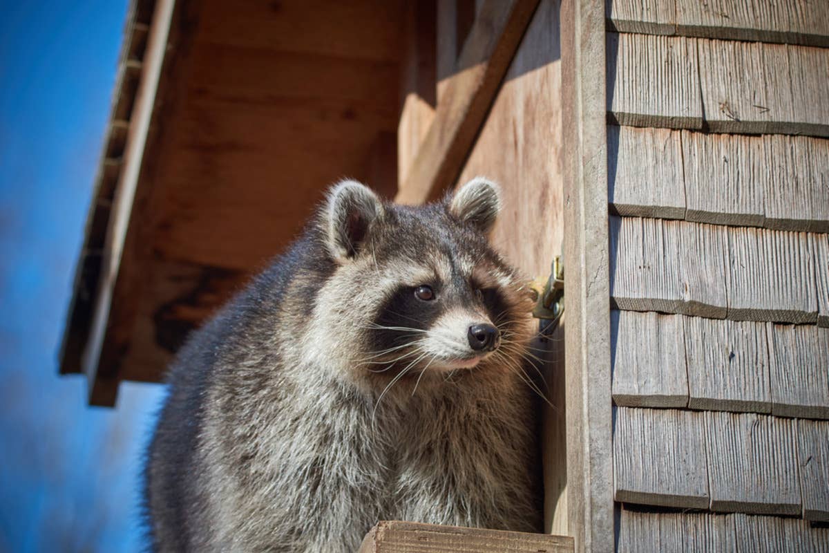 Mama Raccoon Bravely Saves Baby From Falling off Roof in Harrowing ...