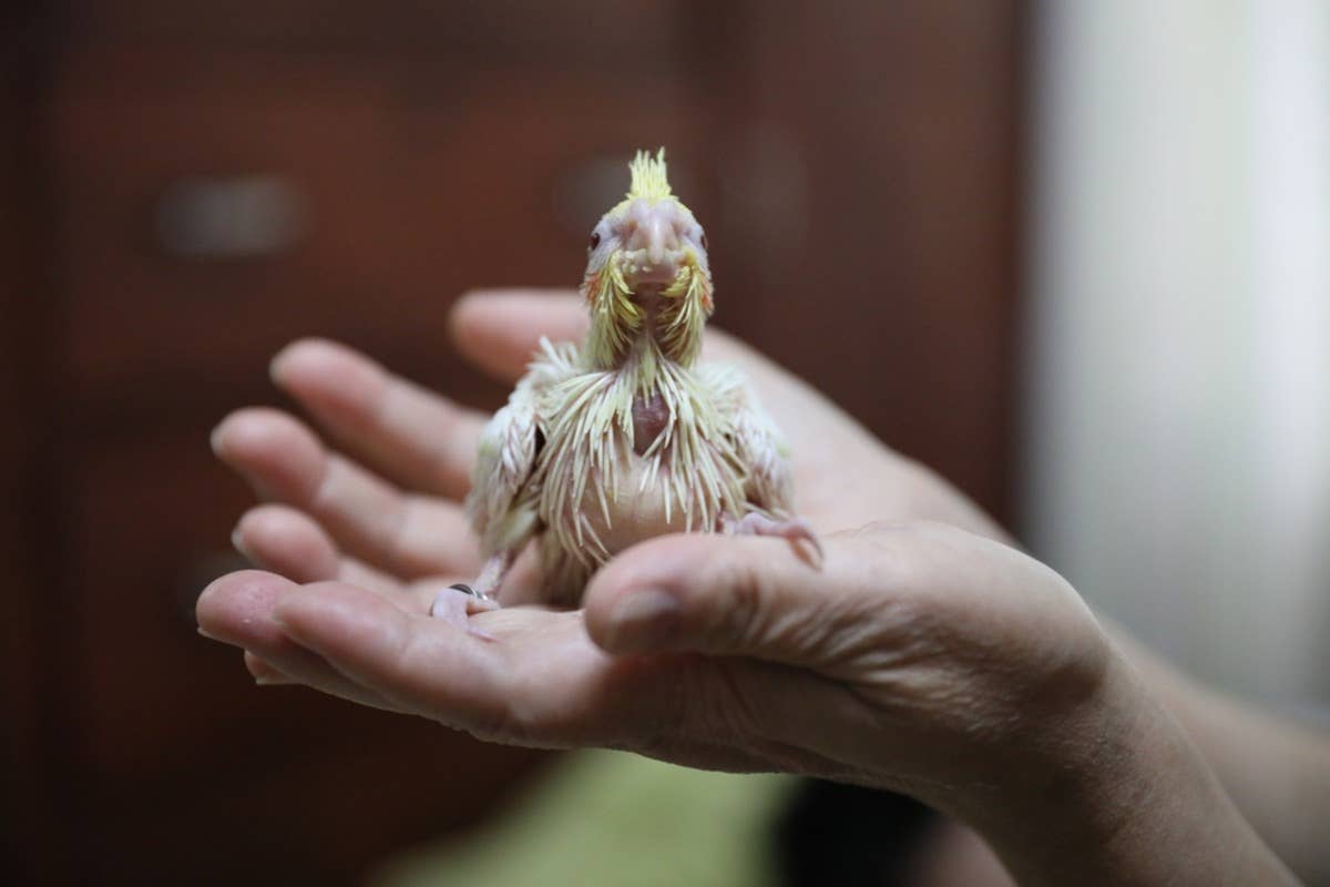 San Antonio Zoo's Video of Three Baby Cockatoos at Different Stages of ...