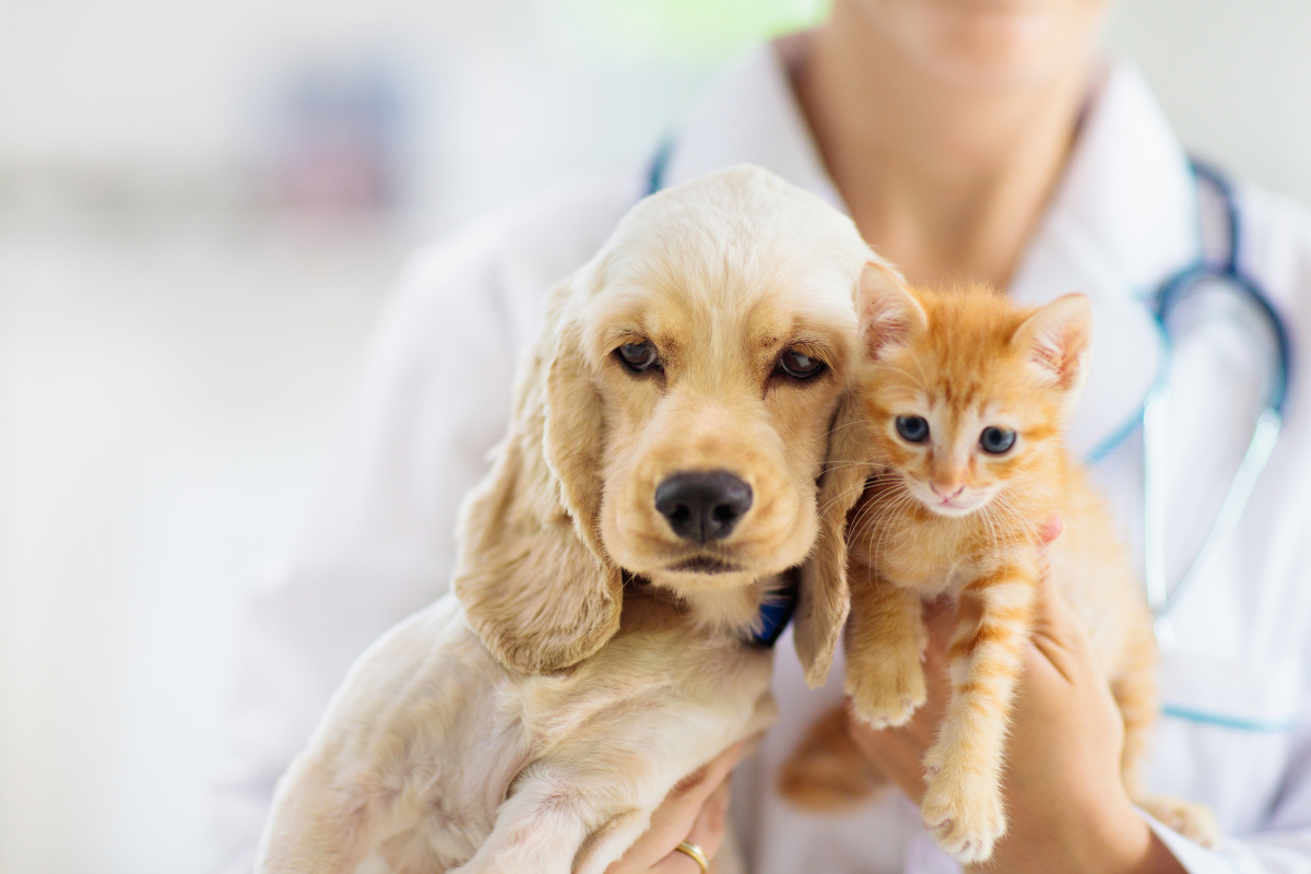 Hill's Launches New Diet for Pets With Multiple Health Needs - PetHelpful