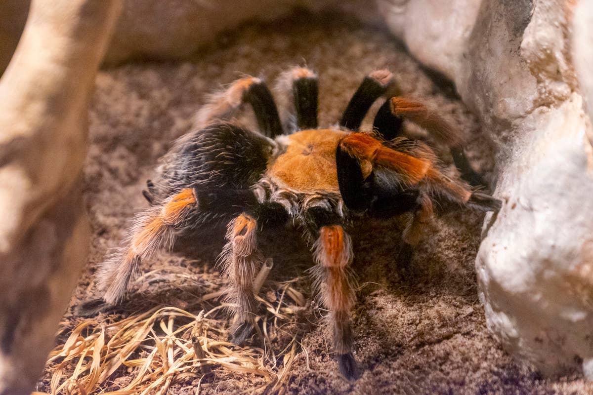 35 Rare and Unique Exotic Pets - PetHelpful