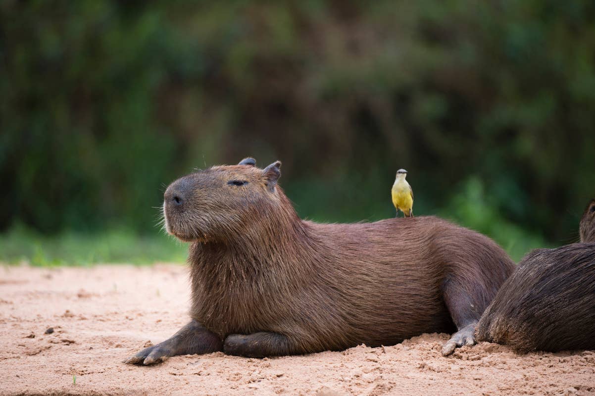 35 Rare and Unique Exotic Pets - PetHelpful