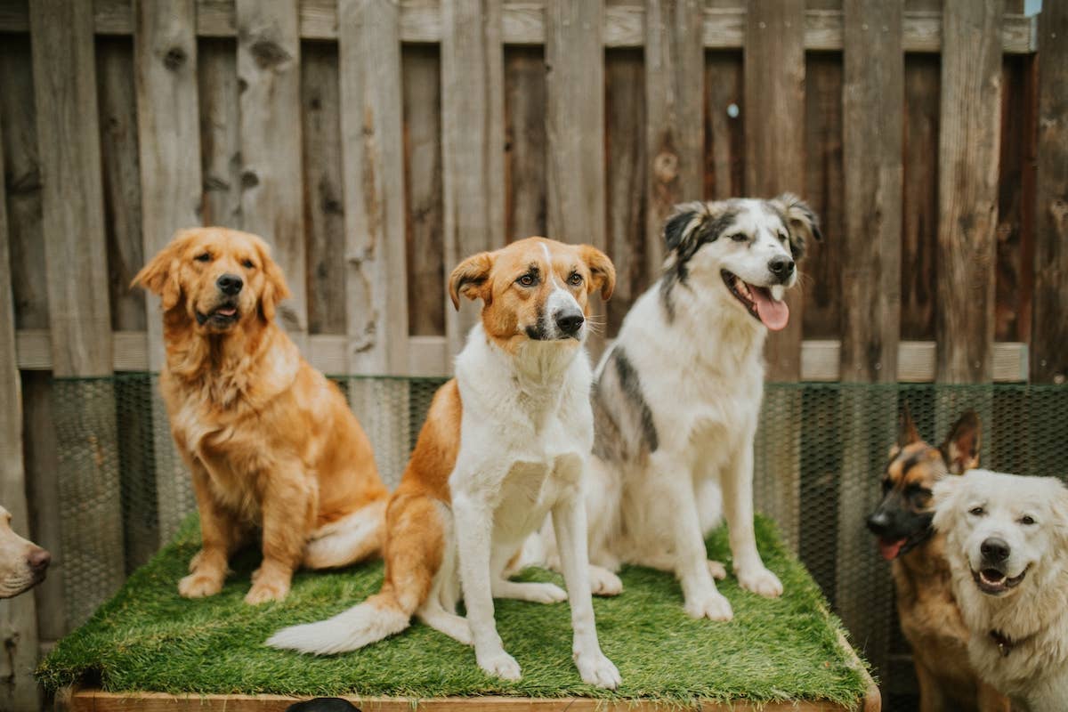 3 Dogs Hilariously Crash Human’s Bath To Show Off Random Objects ...