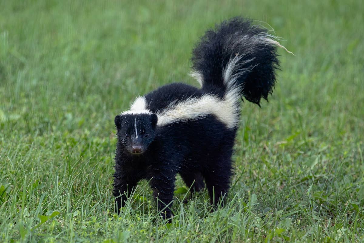 How to Handle a Skunk in Your Yard: Safety Tips for Pets & Humans ...