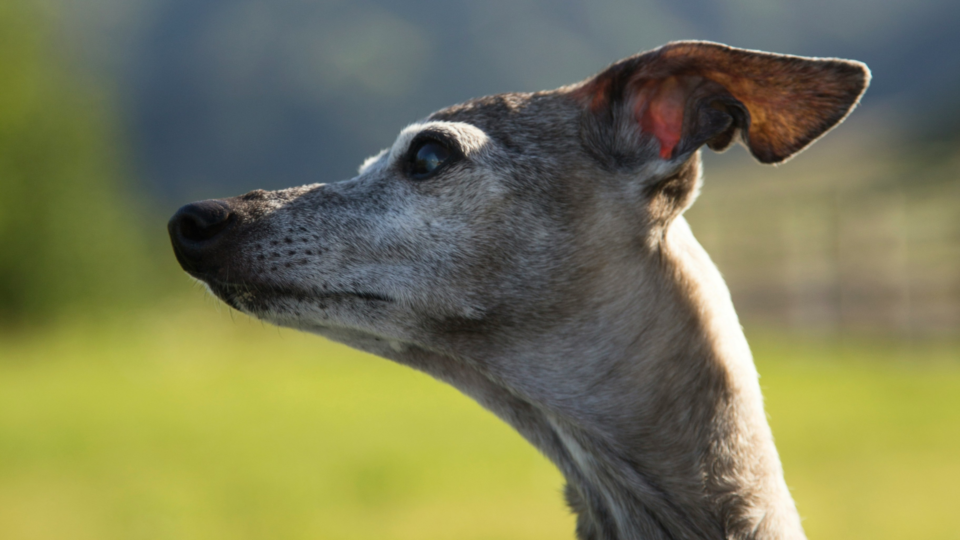 Rootin’ Tootin’ Italian Greyhound Is So Dashing in His New Hat - PetHelpful