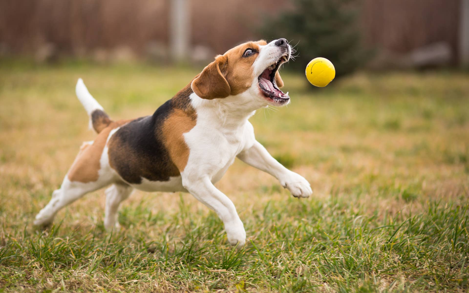 The Jolly Pets Tree Tugger at Chewy is perfect for Backyard Play ...