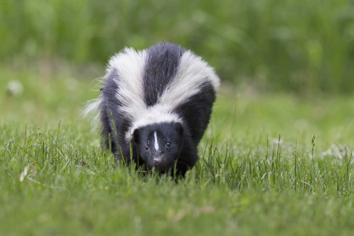 How to Handle a Skunk in Your Yard: Safety Tips for Pets & Humans ...