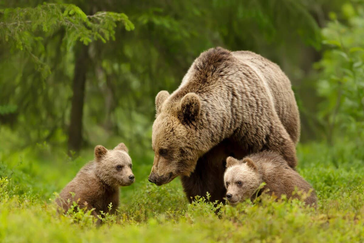 Mama Bear Roaming Through a Field With Her Cubs Is the Peaceful Vibe We ...