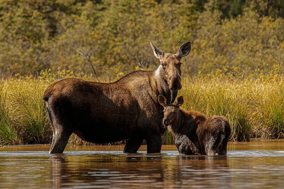 Mama Moose Splashing Around in the River With Her Baby Is Full of ...