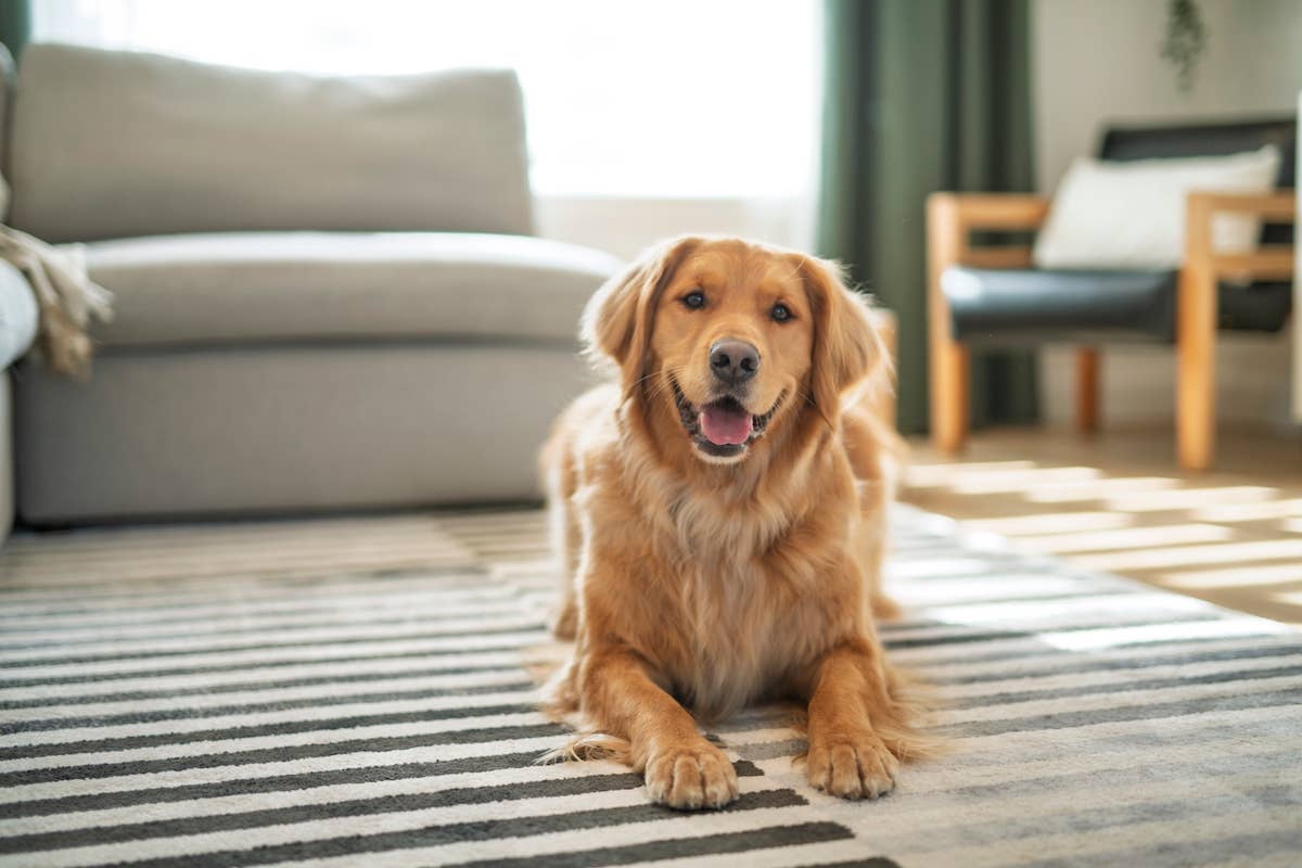 Chewy’s App-Controlled Toy Is a Game-Changer for High-Energy Dogs ...