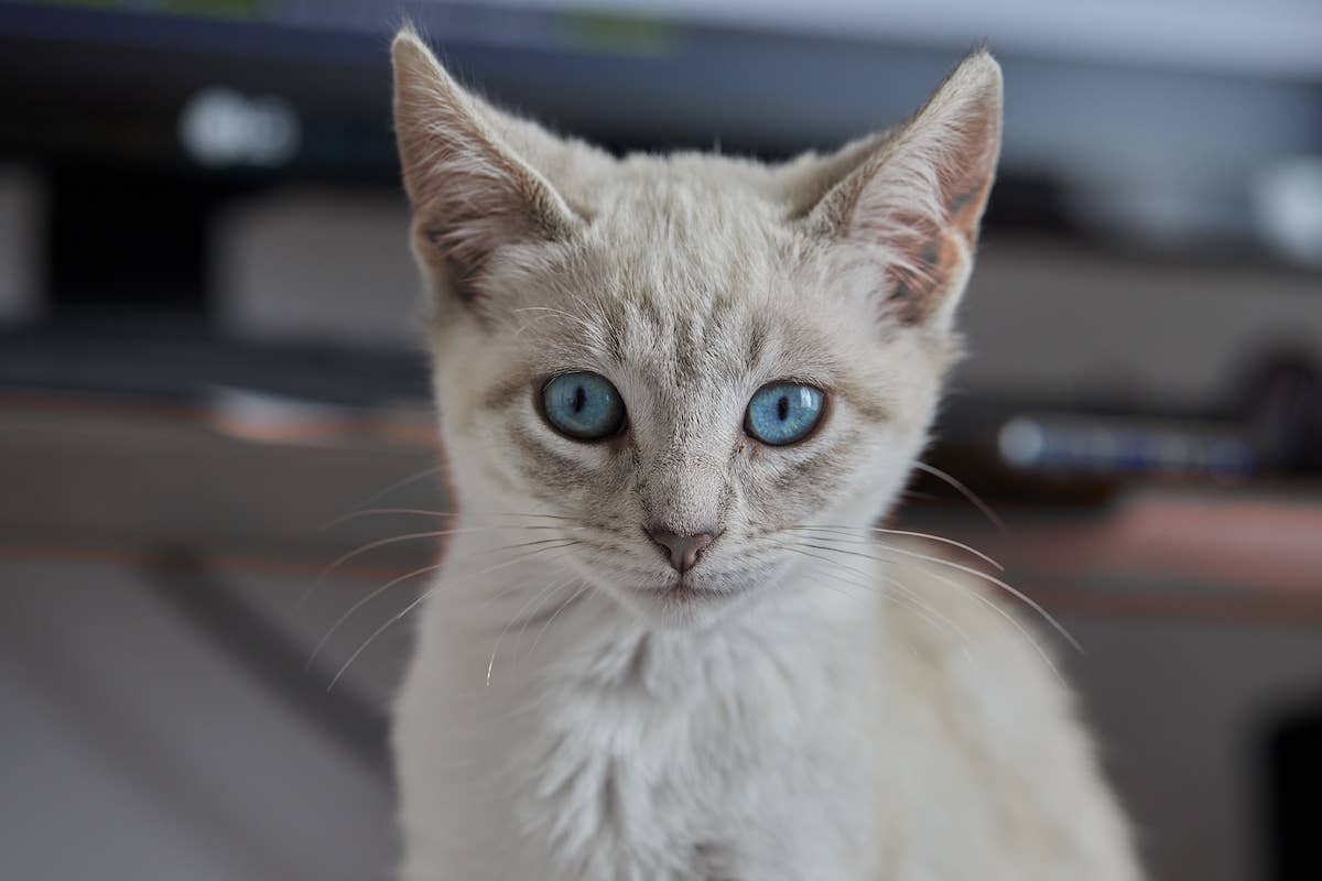 Stray Injured Siamese Kitten Runs To Stranger for Help and Finds His ...