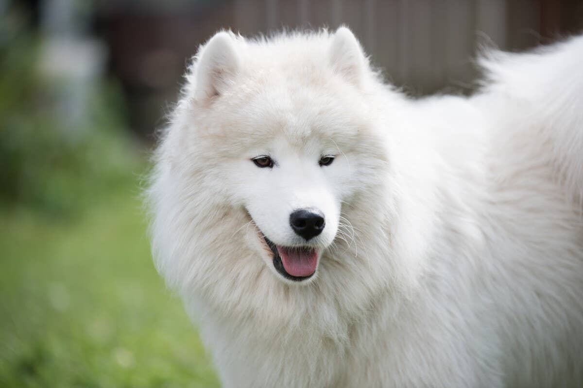Samoyed - PetHelpful