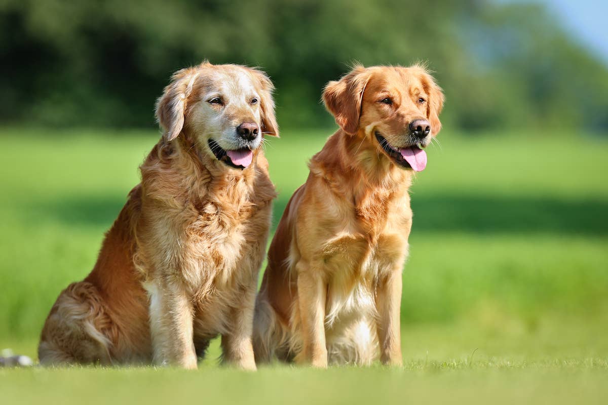 These Two Golden Retrievers Met and Became Instant Best Friends ...