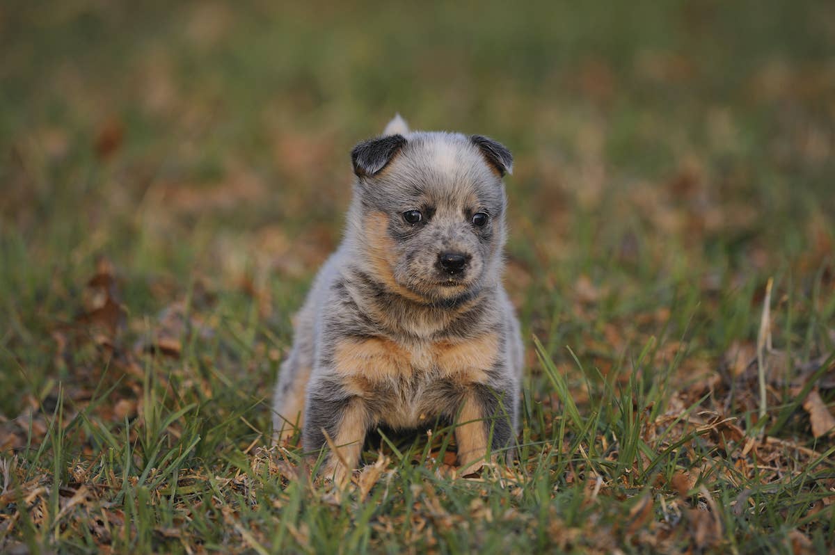 Terrified Cattle Dog Puppy Who Was Left In Dumpster Bonds Immediately ...