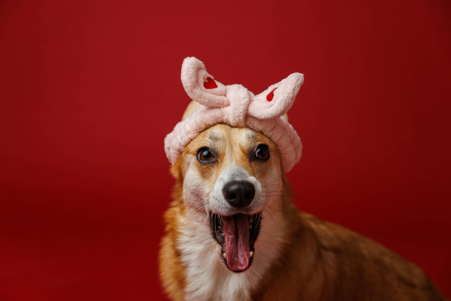 Corgi’s Viral Weekly Rap Sheet Is Pure Chaos - PetHelpful