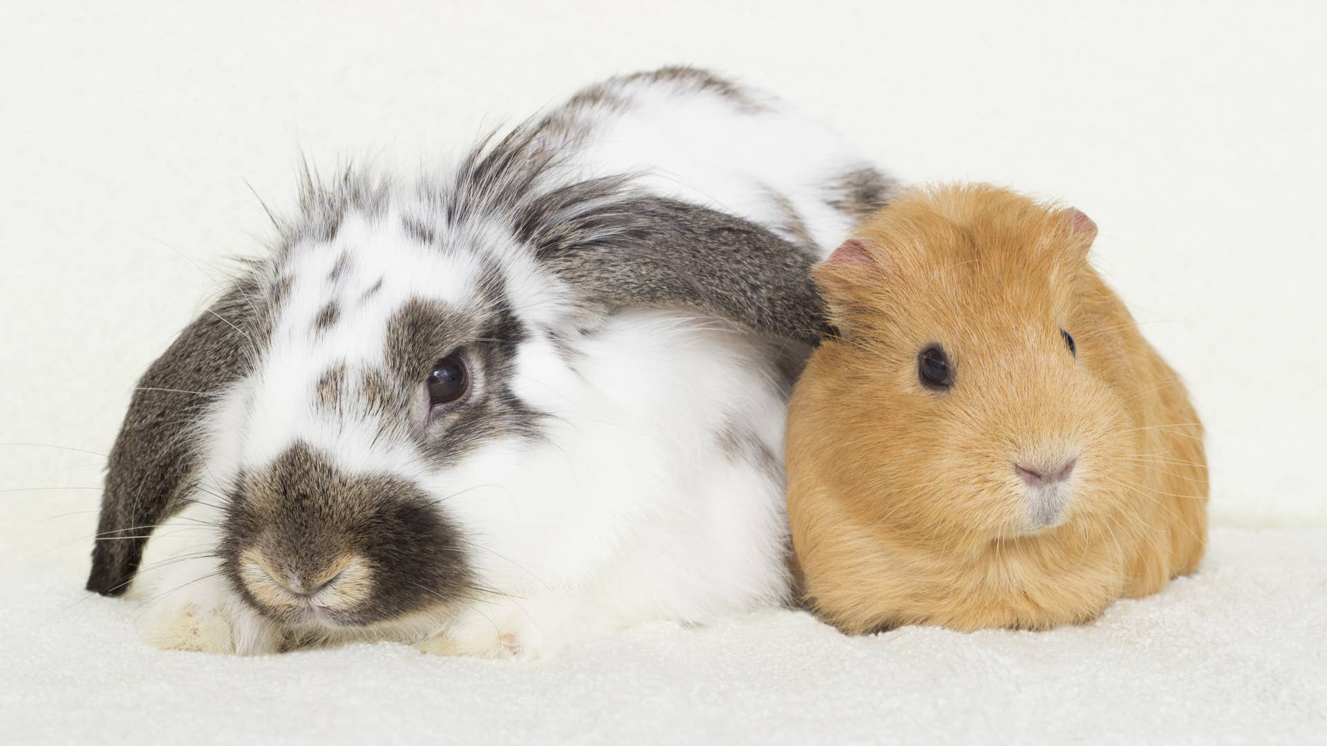 How to Win a Free Pet Birthday or Gotcha Day Party From PetSmart ...
