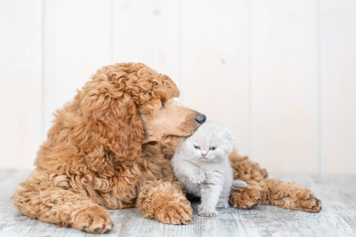 Blind and Deaf Dog’s ‘Battle’ With Feline Sibling Is Total Epic ...