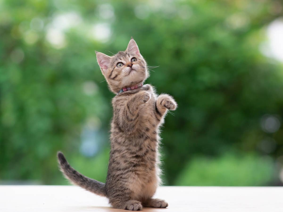 The Simplest DIY Cat Toy You’ll Ever Make - PetHelpful