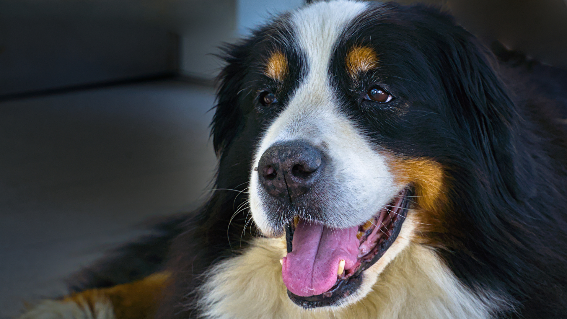 Adorable Bernese Mountain Dog Takes 'Playing Dead' to New Level ...