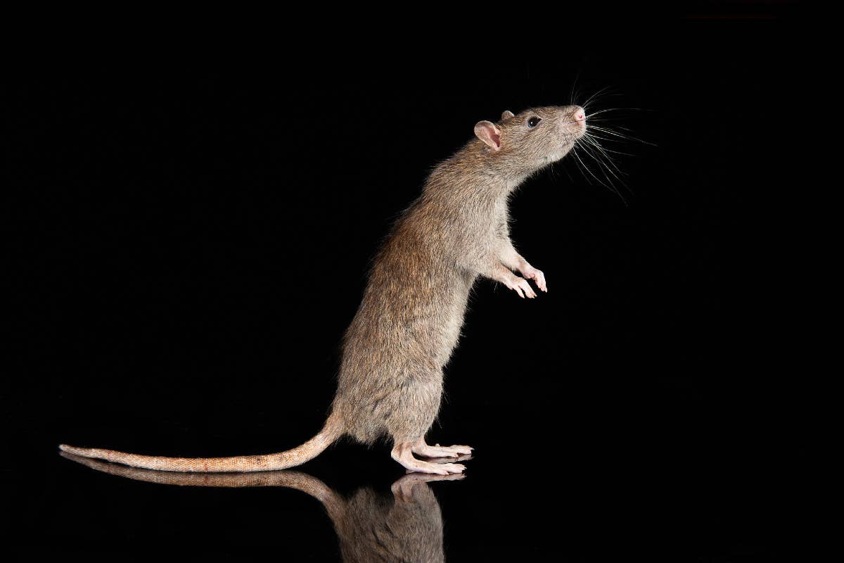 60+ Famous Disney Names for a Mouse or Rat - PetHelpful