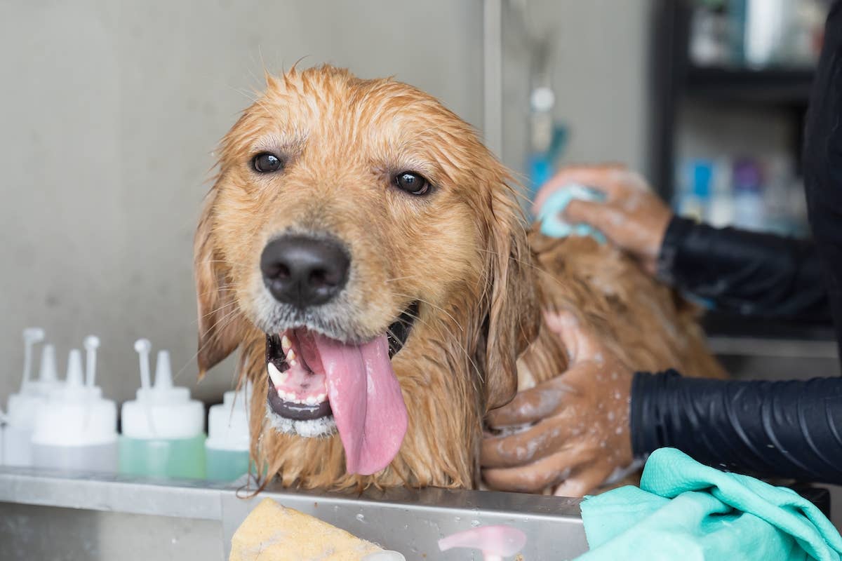 Golden Retriever 'Politely Declines' Grooming—and the Internet Can’t ...