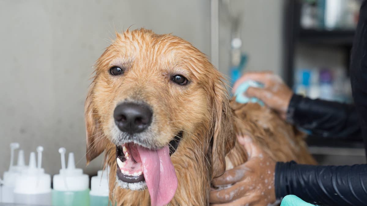 Golden Retriever 'Politely Declines' Grooming—and the Internet Can’t ...