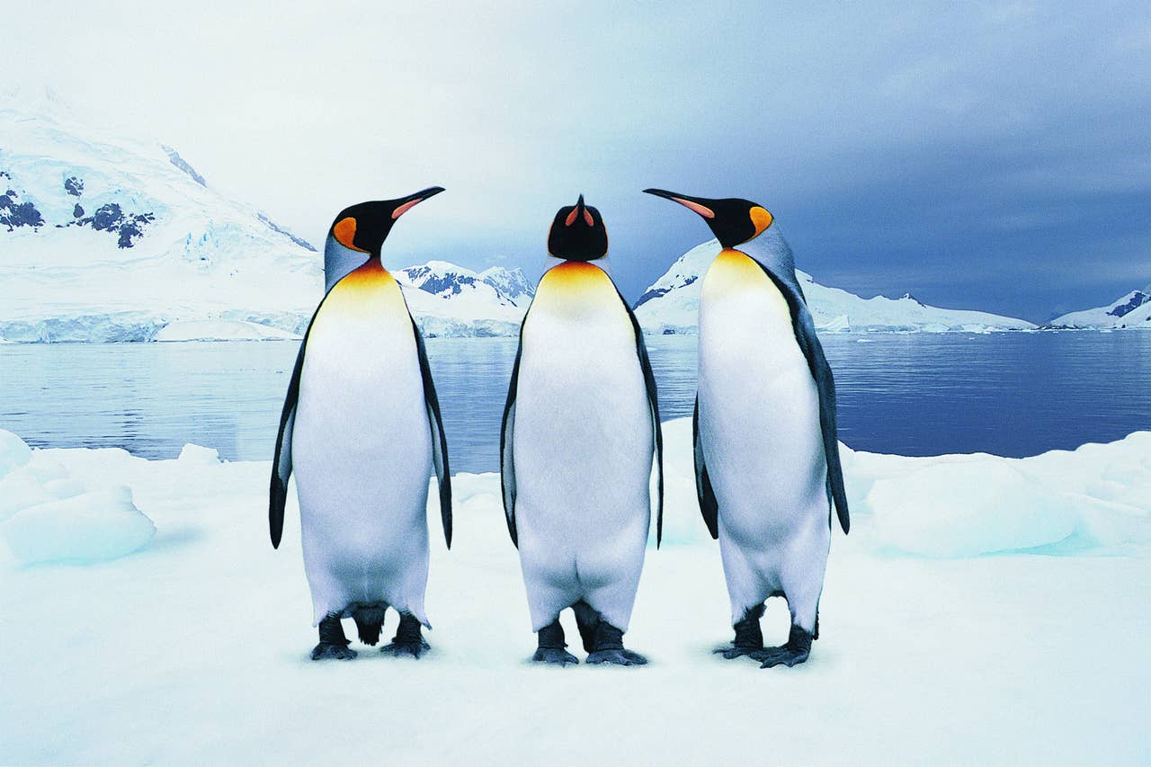 200+ Cute Penguin Names - PetHelpful
