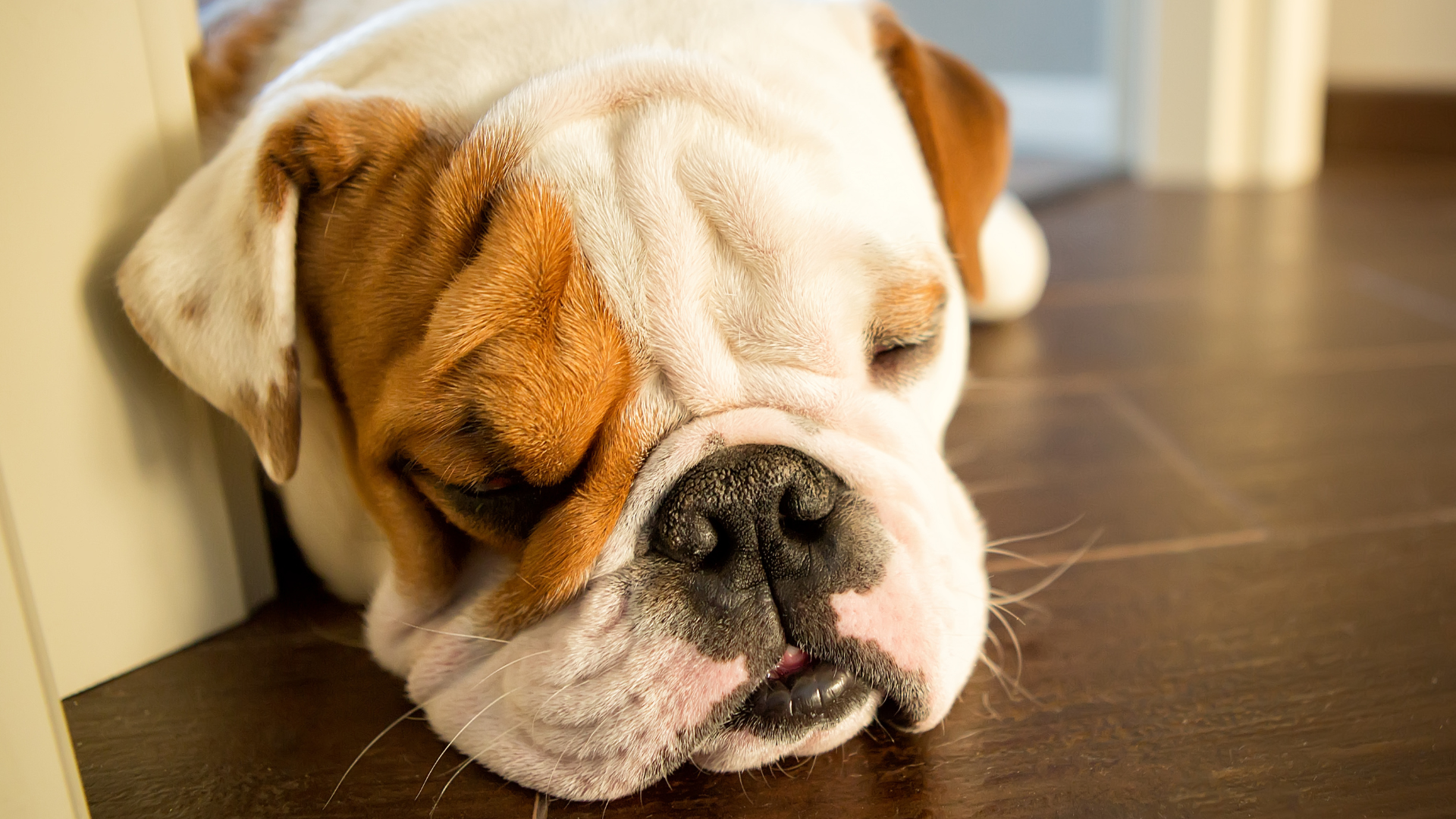 English Bulldog Cuddles Up in the Crook of His Human’s Arm for a Nap ...