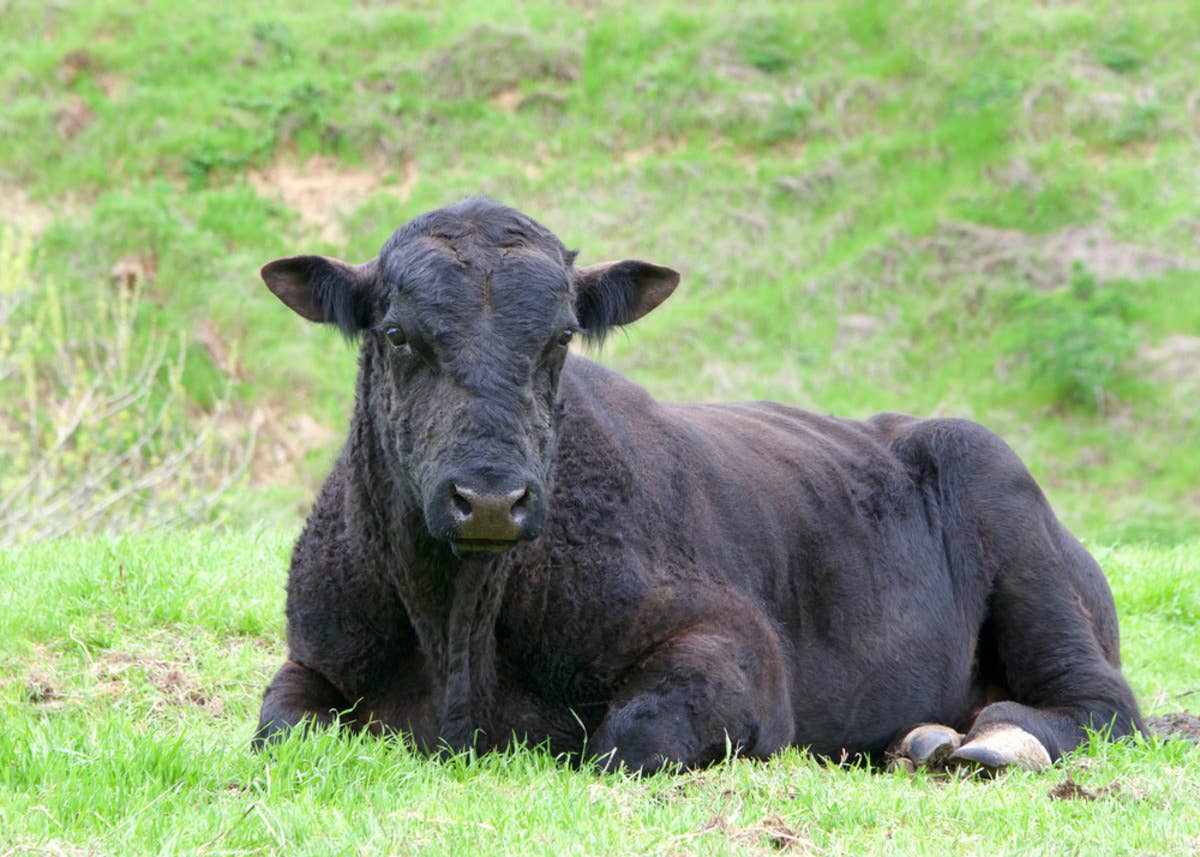 Adorable ‘Porch Cow’ Spends All Her Time Hanging Out, Living the Dream ...