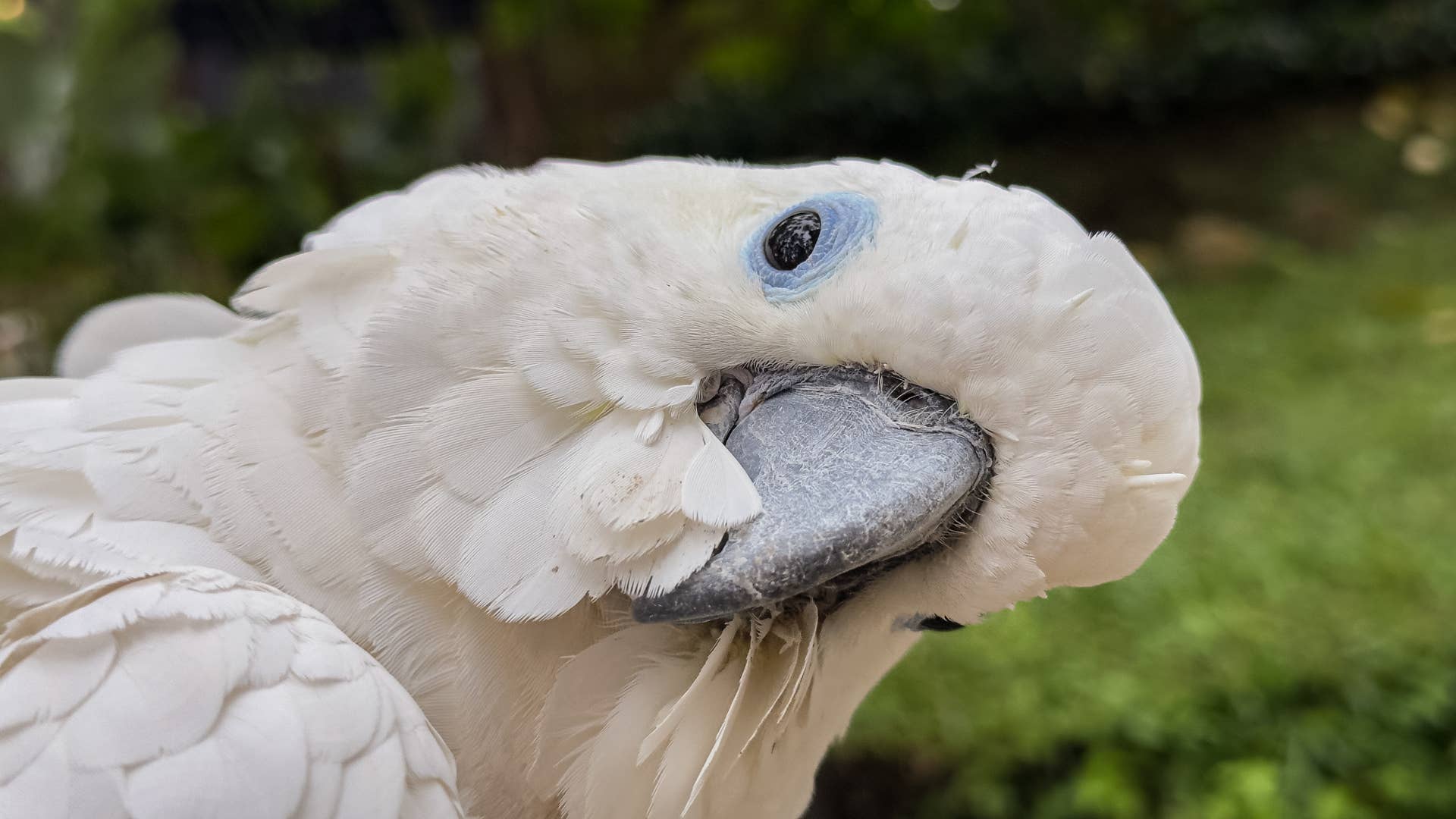 This Cockatoo Can Dance Better Than Most People - PetHelpful