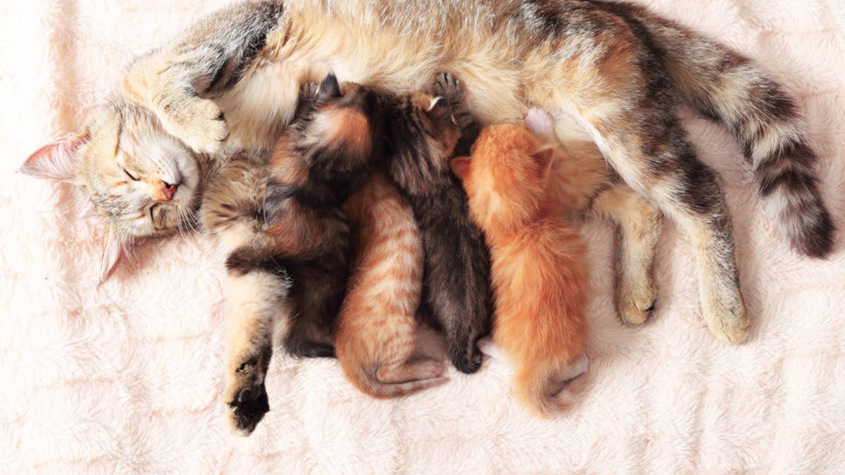 New Mama Cat Hilariously Tries to Sneak Her Kittens Into Human Mom’s ...