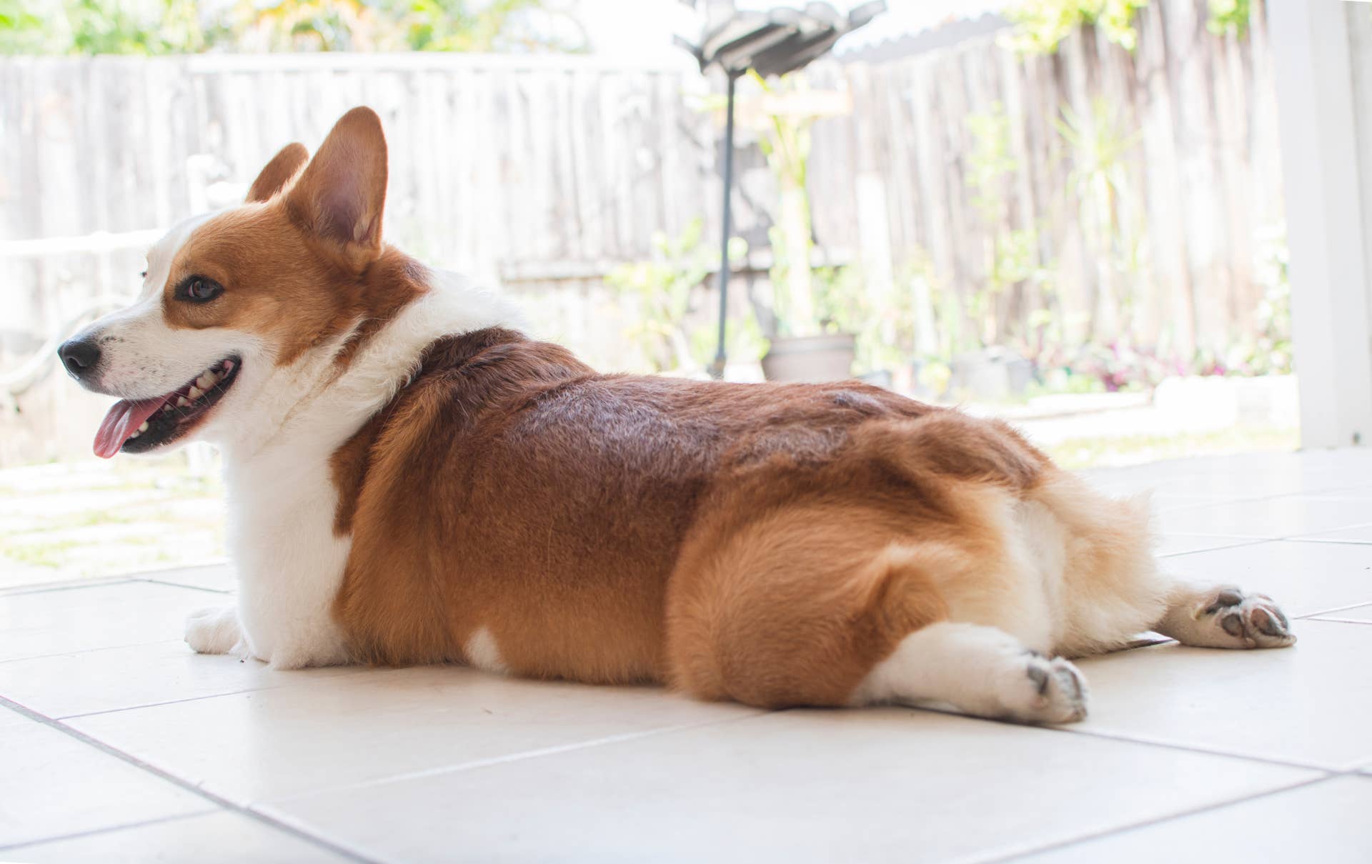 Adorable Corgi on Ring Camera is Too Cute - PetHelpful