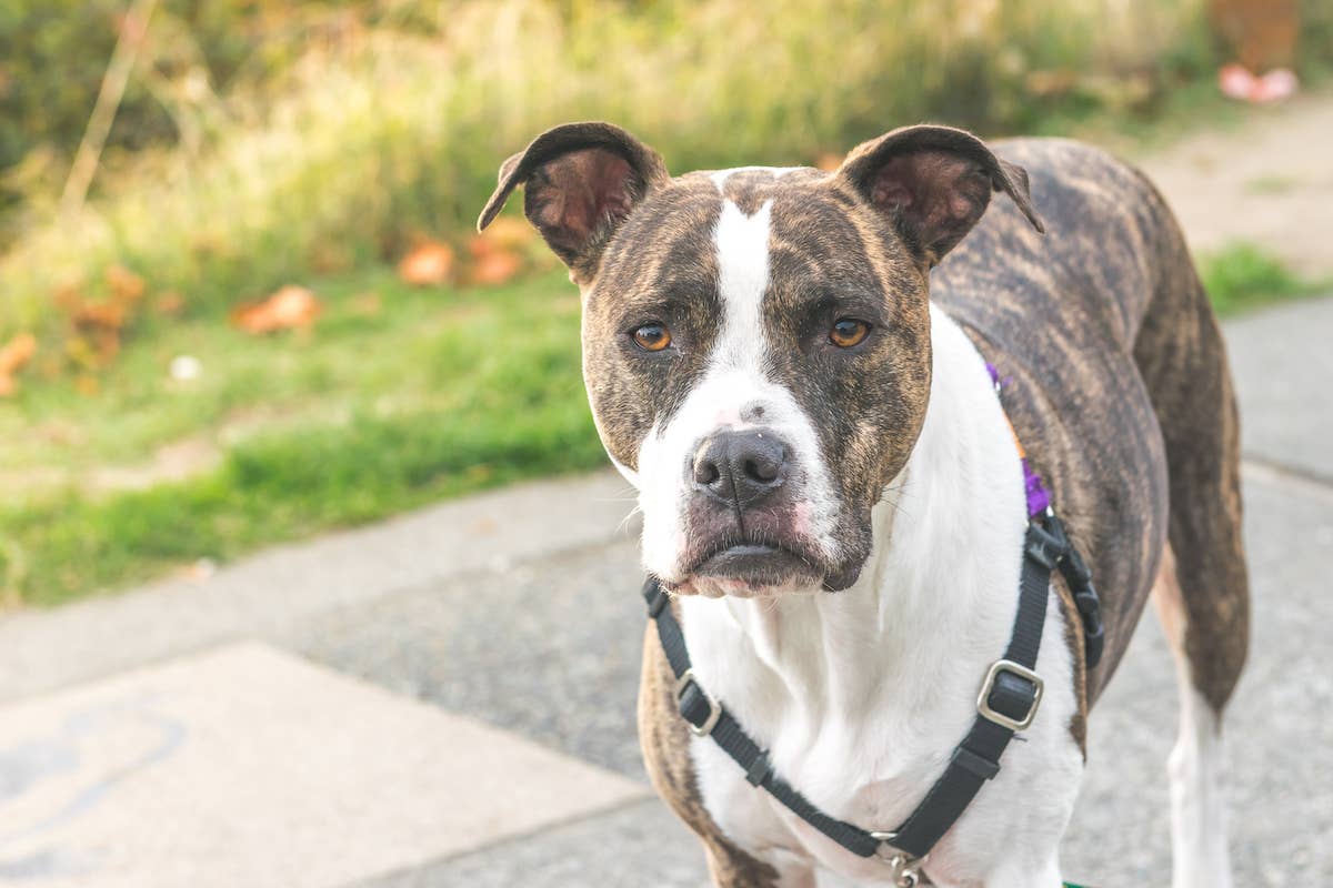 California Man Shares Tear-Jerking Reunion With Dog After Recovering ...