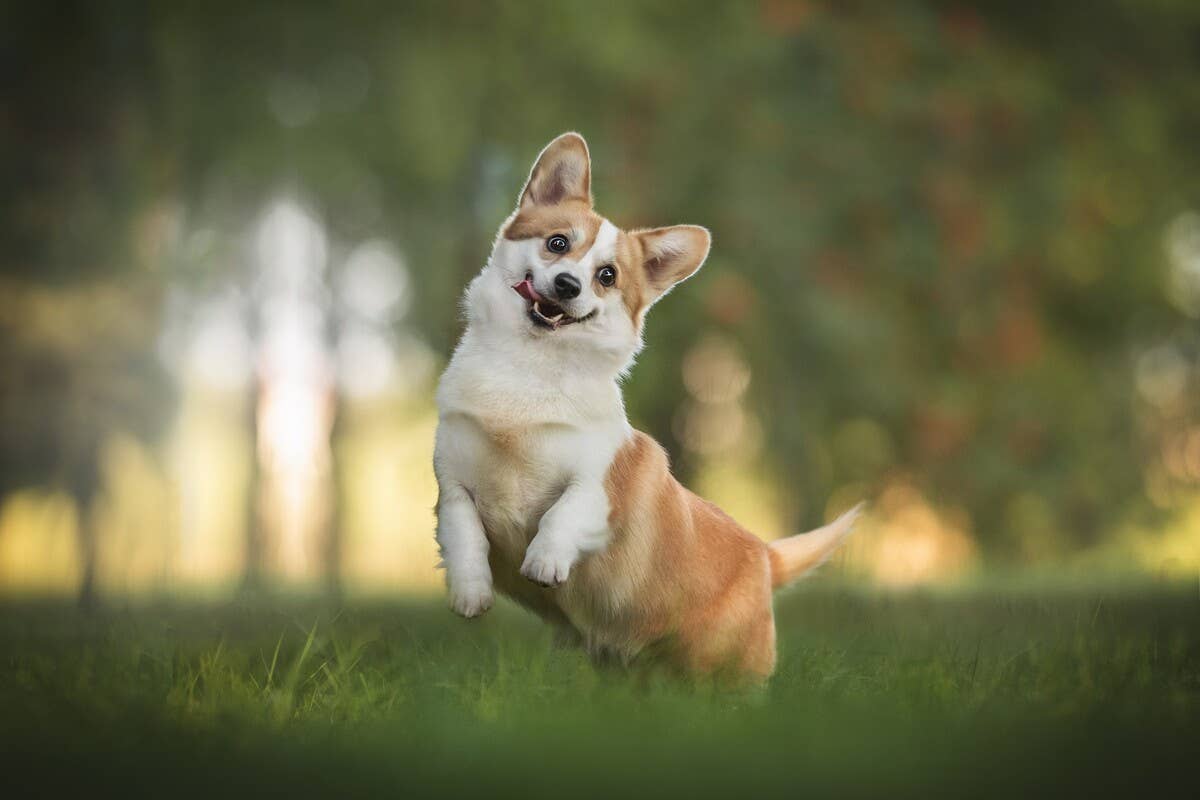 Playful Corgi’s Excited ‘Dance Moves’ While Playing With Favorite Ball ...
