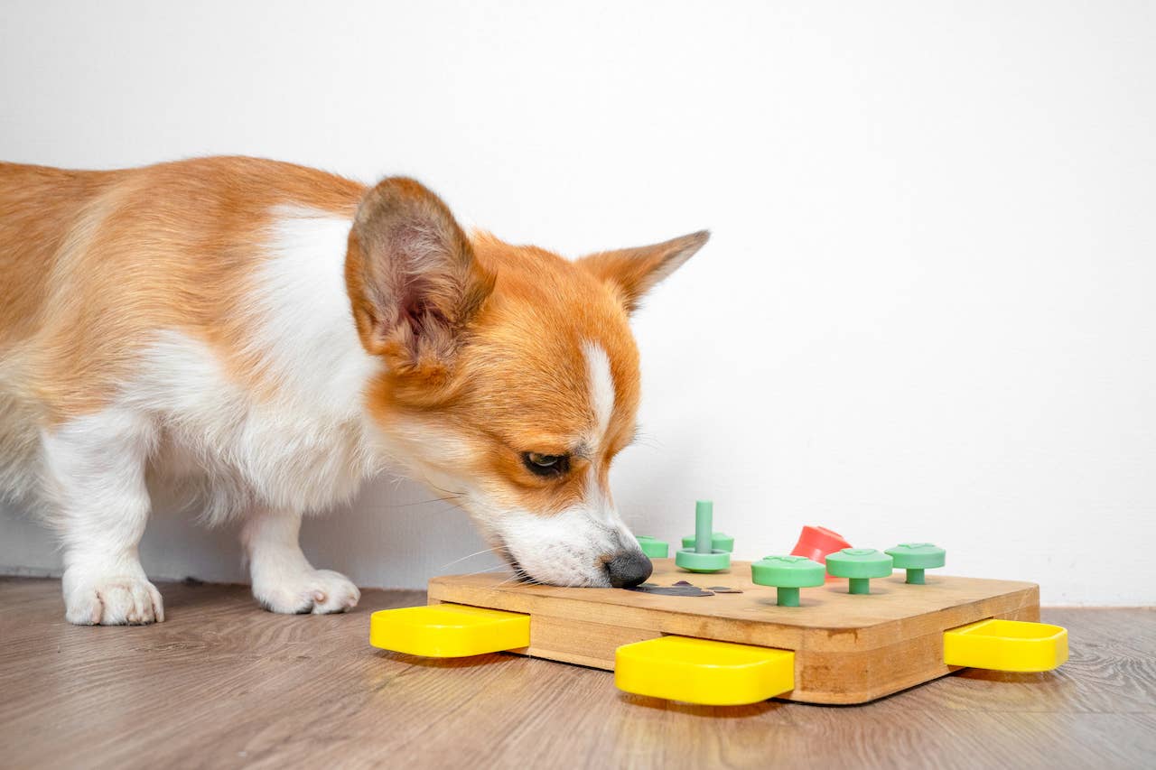 16 Trainer-Approved Brain Games To Keep Your Dog Sharp - PetHelpful