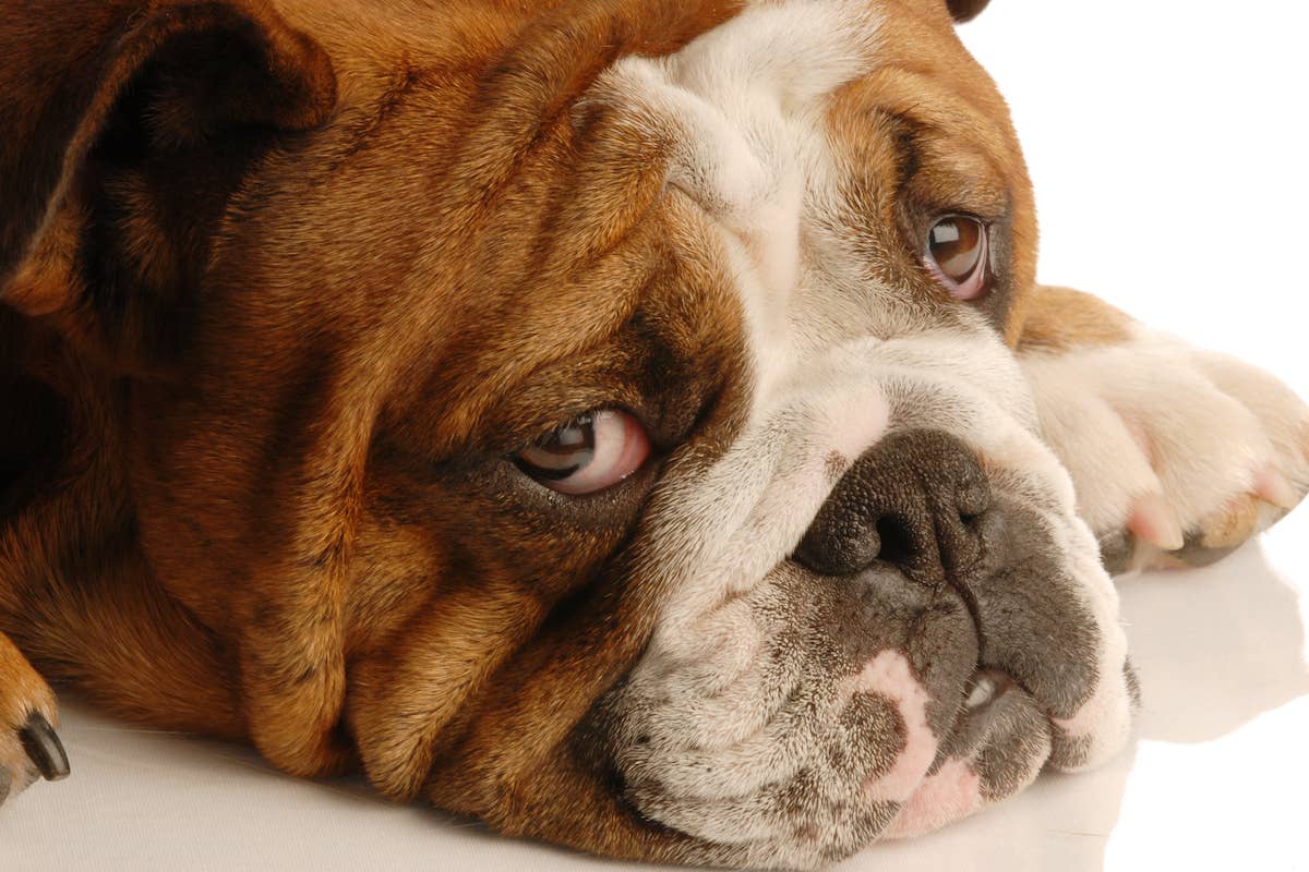 Determined Bulldog Begging Grandma To Let Him Kiss Her Has People ...