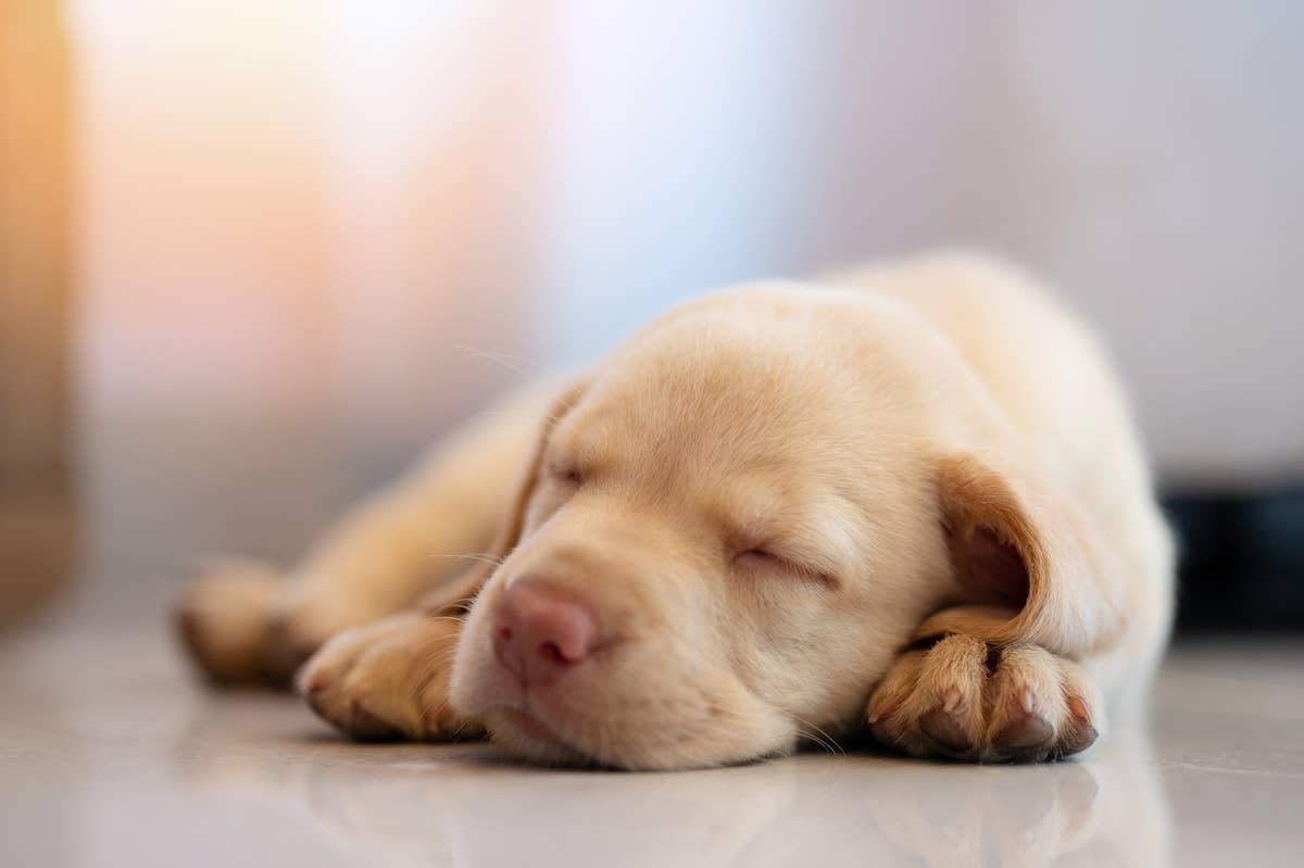 Weeks-Old Rescue Puppy Enjoys Food Coma Couch Nap After Being Found ...