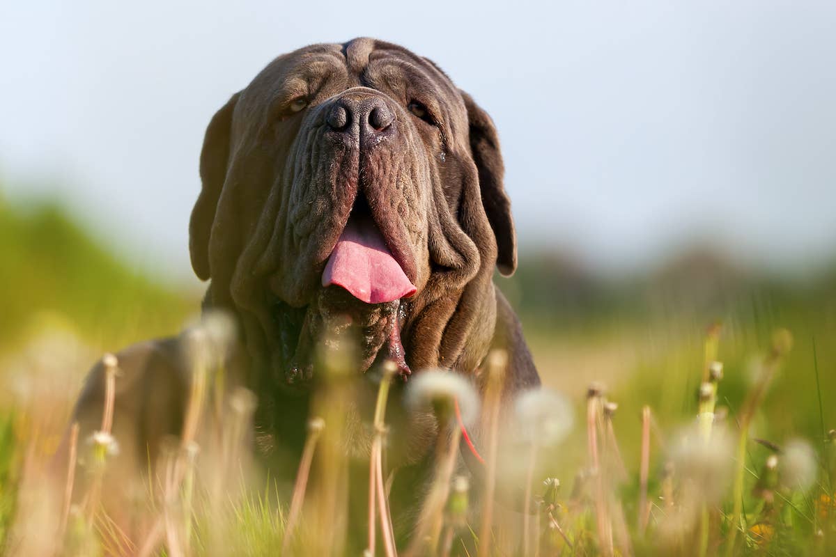 Gentle Giant Neapolitan Mastiff Is Finally Rescued After Being Dumped ...